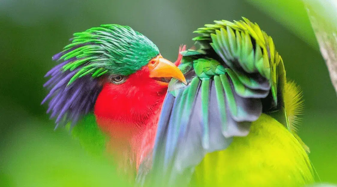 Rimatara: What To Expect Of This French Polynesian Island?