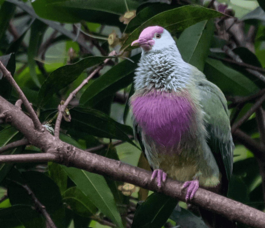 Rapa French Polynesia, The Most Remote Inhabited Island (+FAQs)!