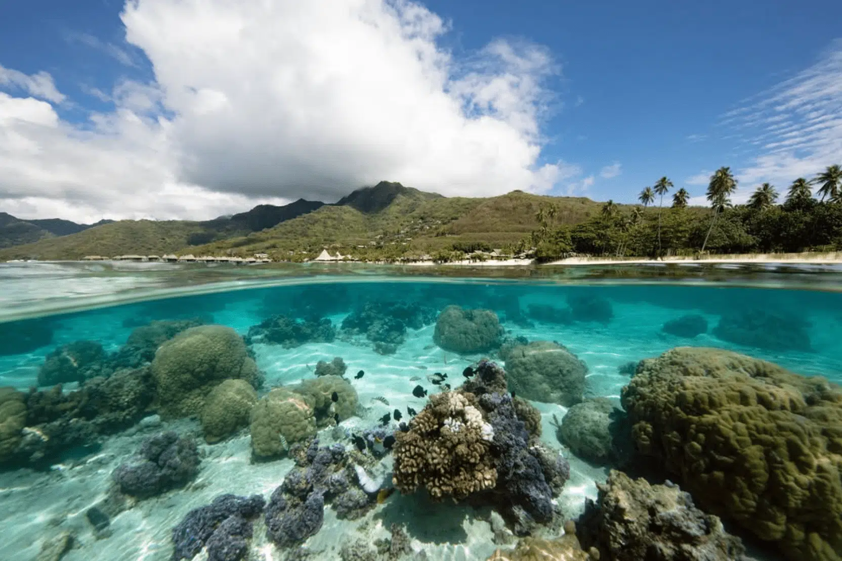 Temae Beach Guide: WHY The Most Beautiful Beach In Moorea?