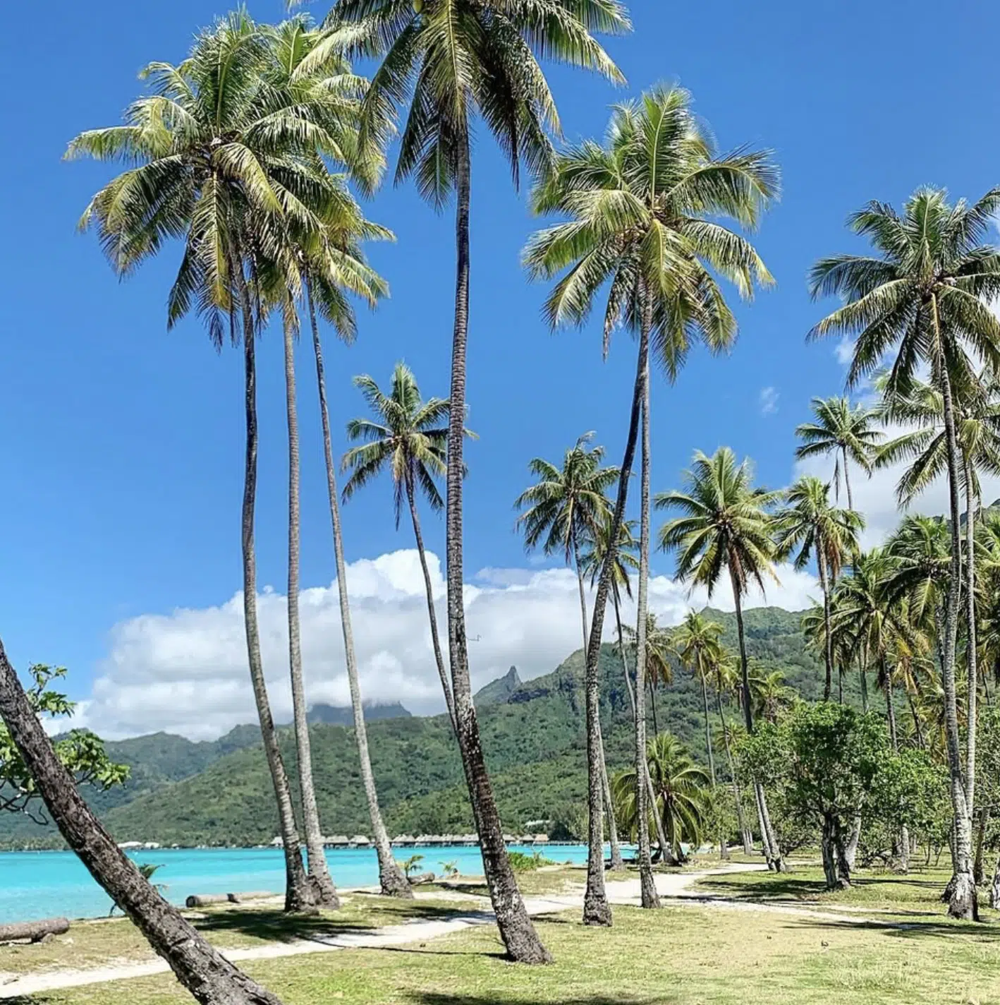 Temae Beach Guide: WHY The Most Beautiful Beach In Moorea?